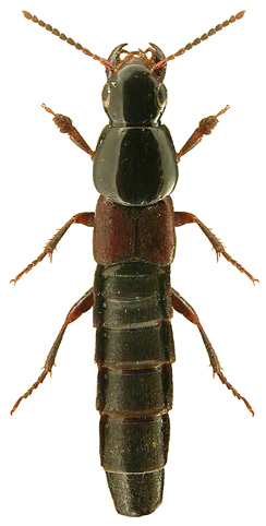 Quedius molochinus | UK Beetle Recording